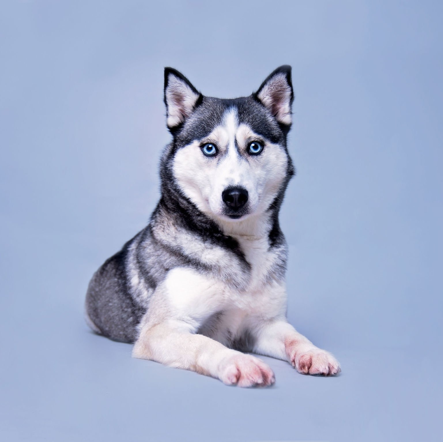 Pomsky for sale from Cocoafrost Pomskies UK