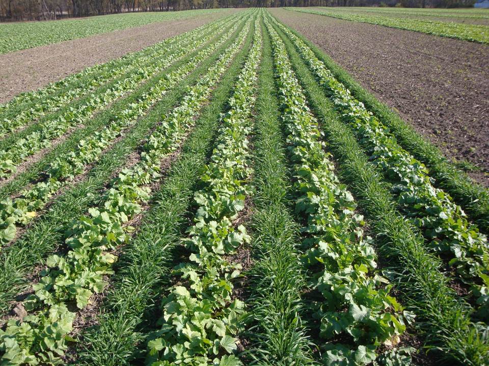 What Plants You Should Use for Your Cover Crops This Season