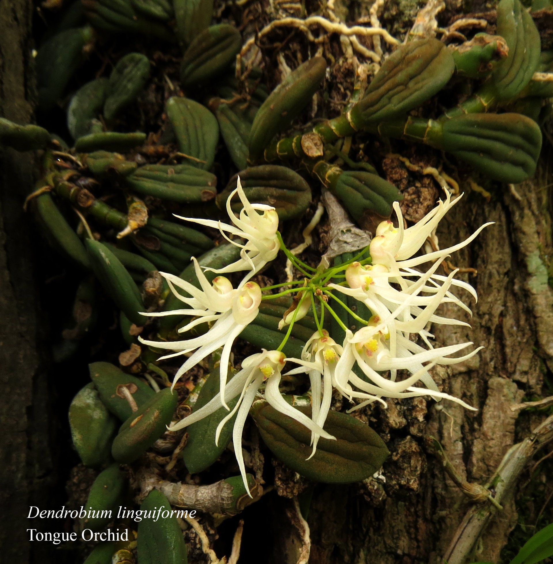Hunter Region Botanic Gardens - Heatherbrae NSW - Native Terrestrial ...