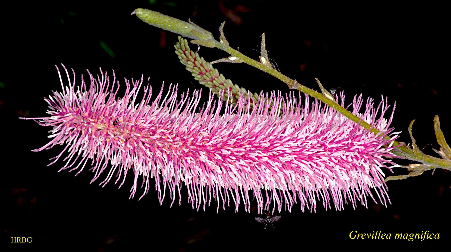 Hunter Region Botanic Gardens - Heatherbrae NSW - Grevillea Collection