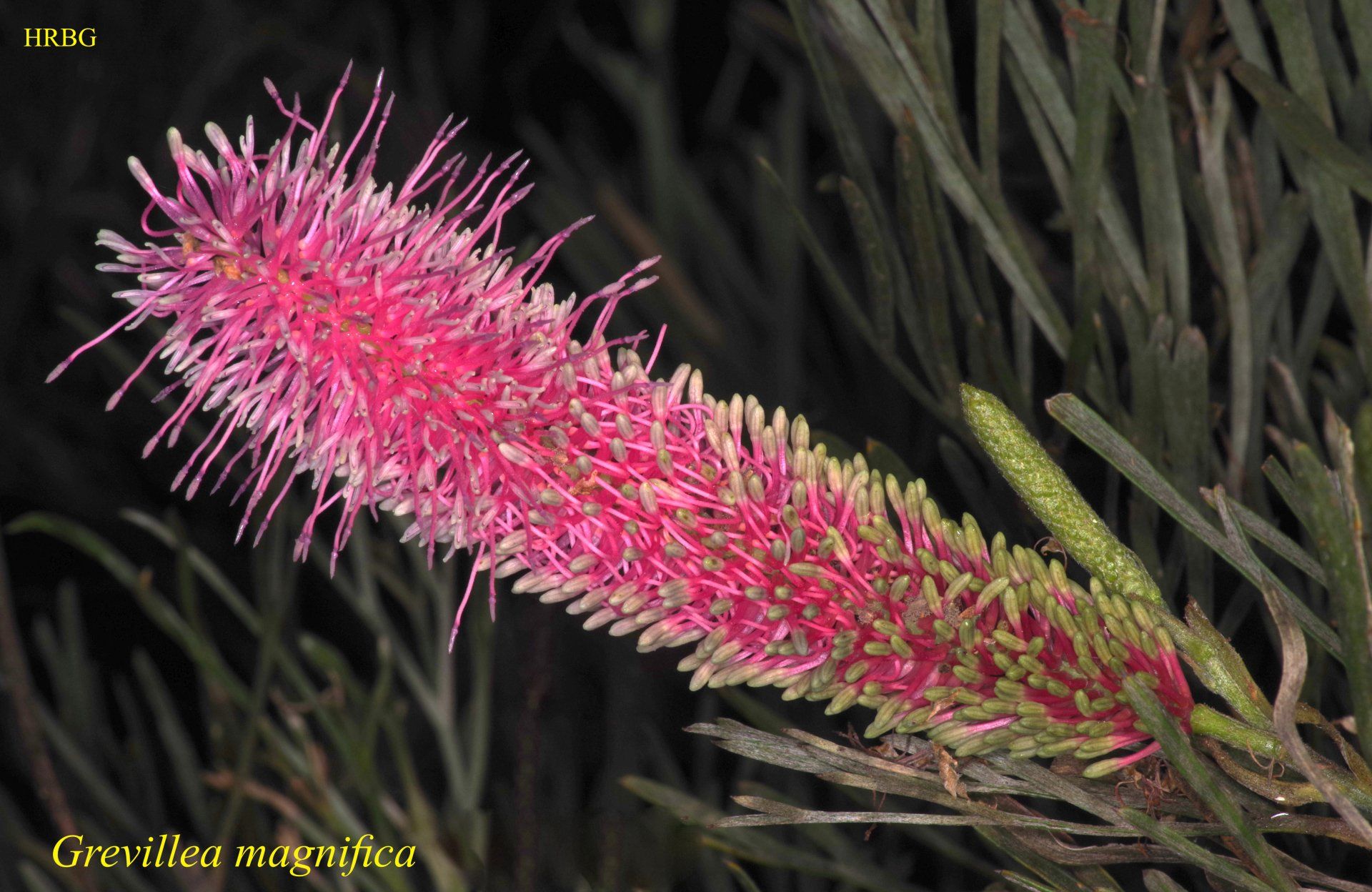 Hunter Region Botanic Gardens - Heatherbrae NSW - Grevillea Collection