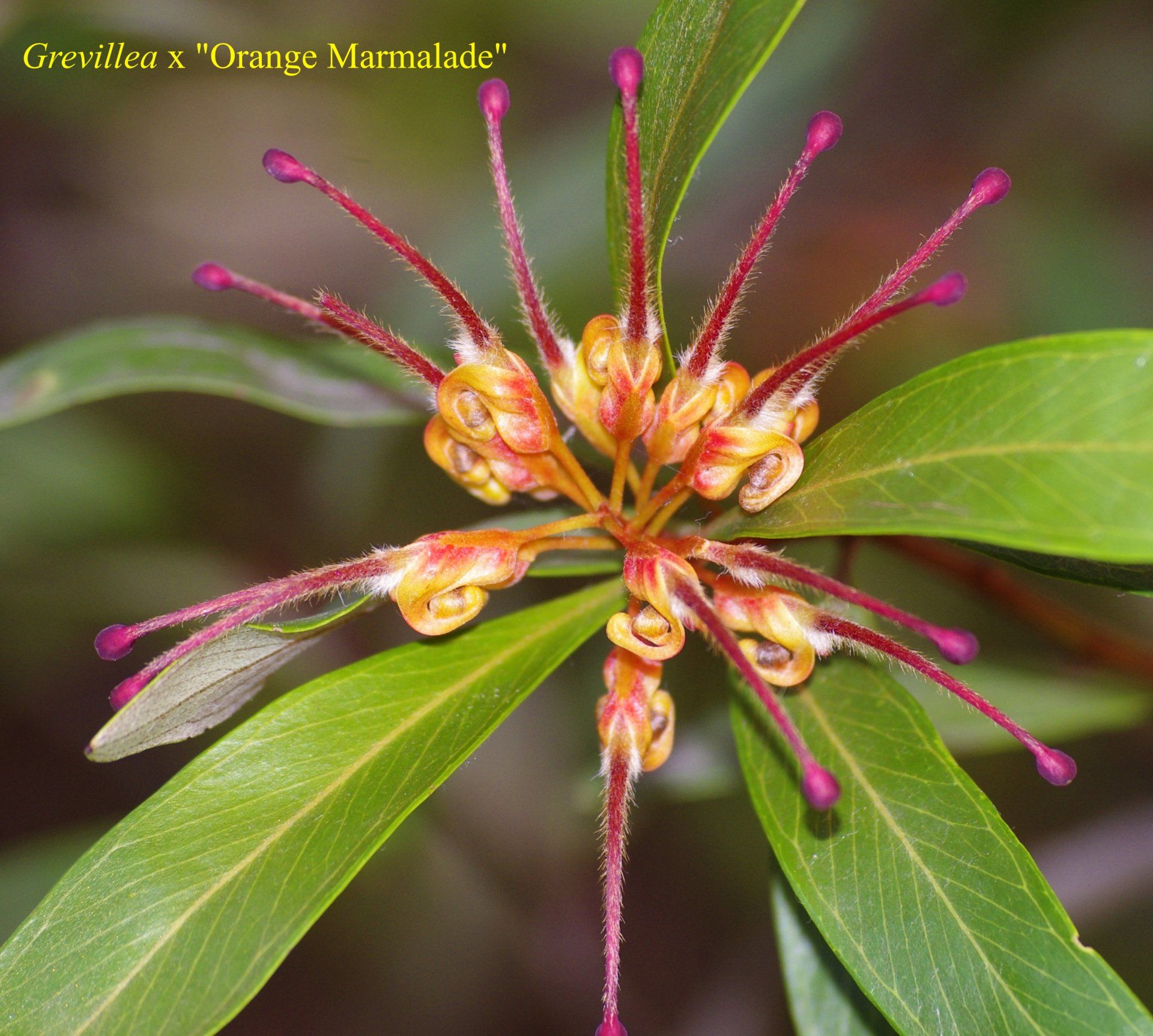 Hunter Region Botanic Gardens - Heatherbrae NSW - Grevillea Collection