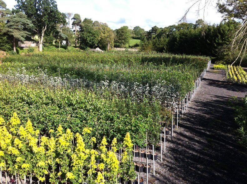 Top Quality Trees | Craigmore Trees