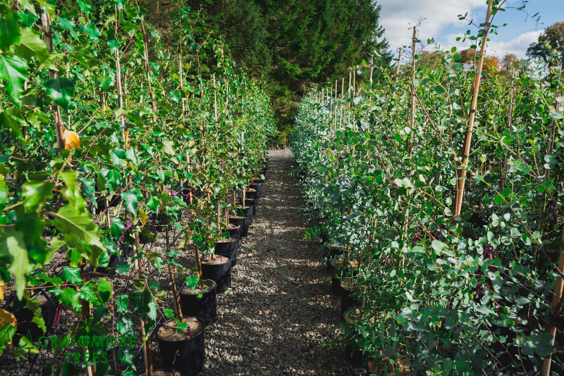 Top Quality Trees | Craigmore Trees