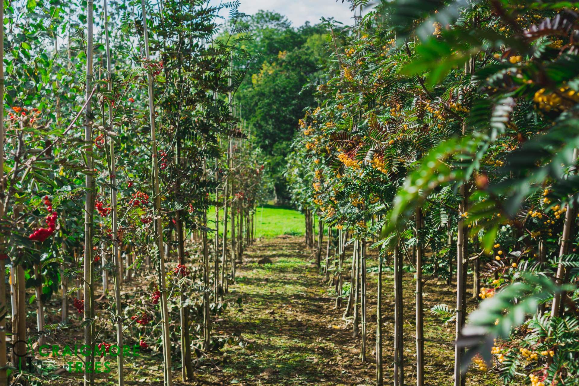 Top Quality Trees | Craigmore Trees