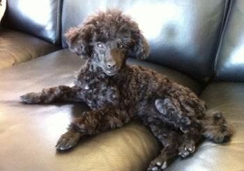 Black Poodles | The Gorgeous Solid Black Poodle