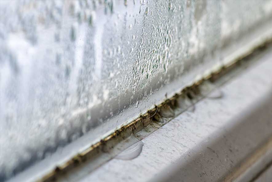 5 Tips for How to Remove Mold