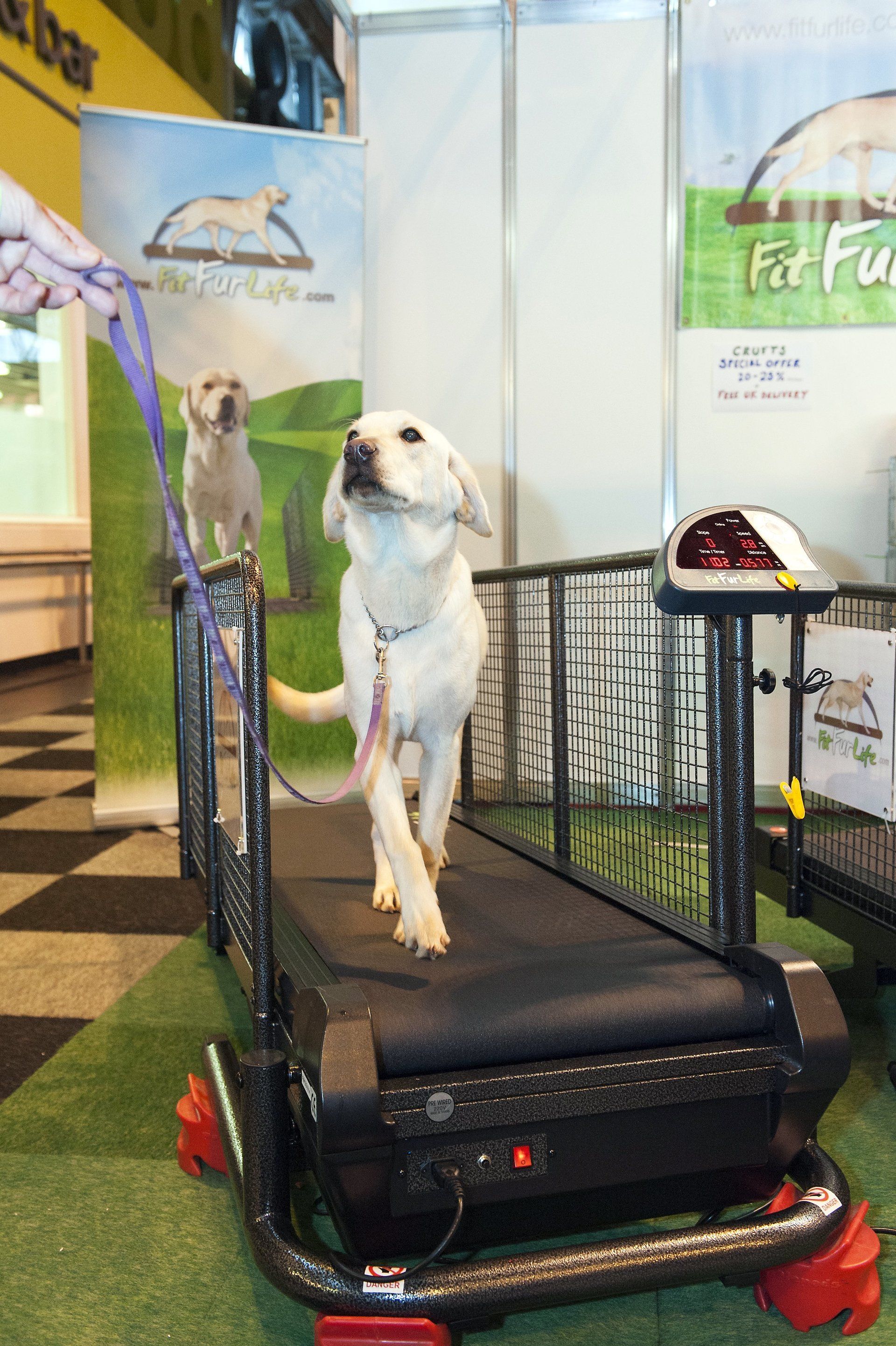 State-Of-The-Art Dog Exercise Equipment