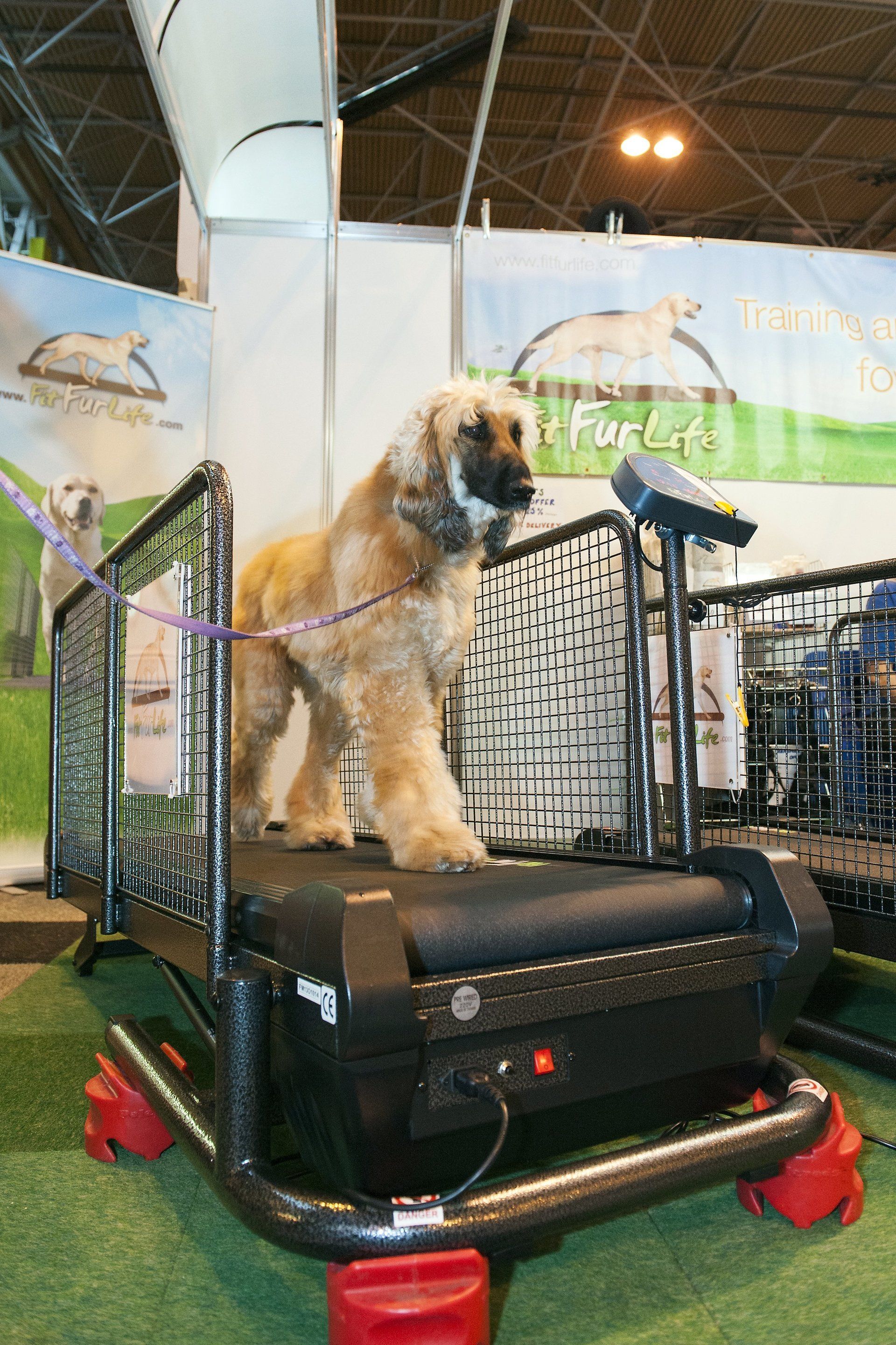 State-Of-The-Art Dog Exercise Equipment
