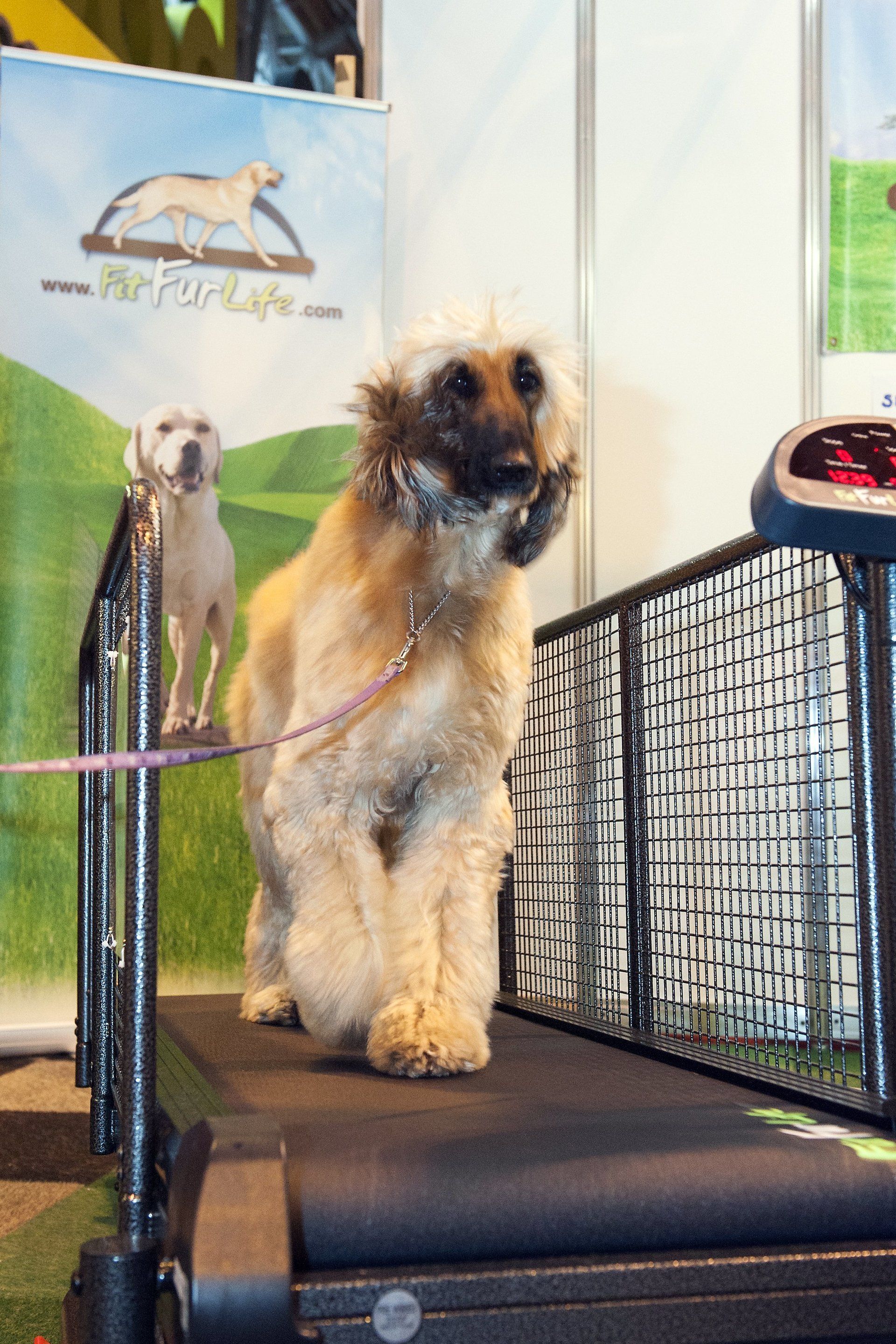 State-Of-The-Art Dog Exercise Equipment