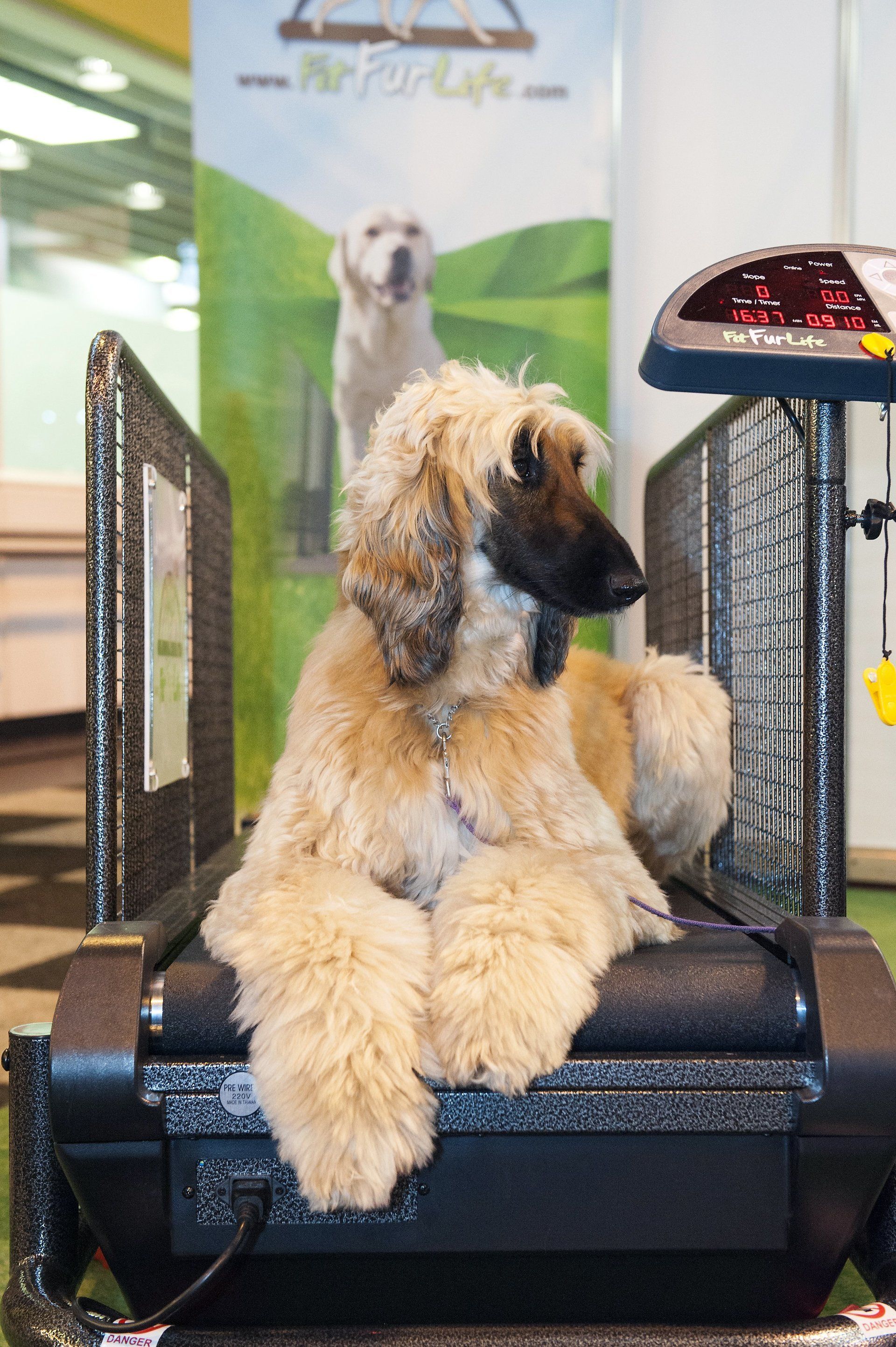 State-Of-The-Art Dog Exercise Equipment