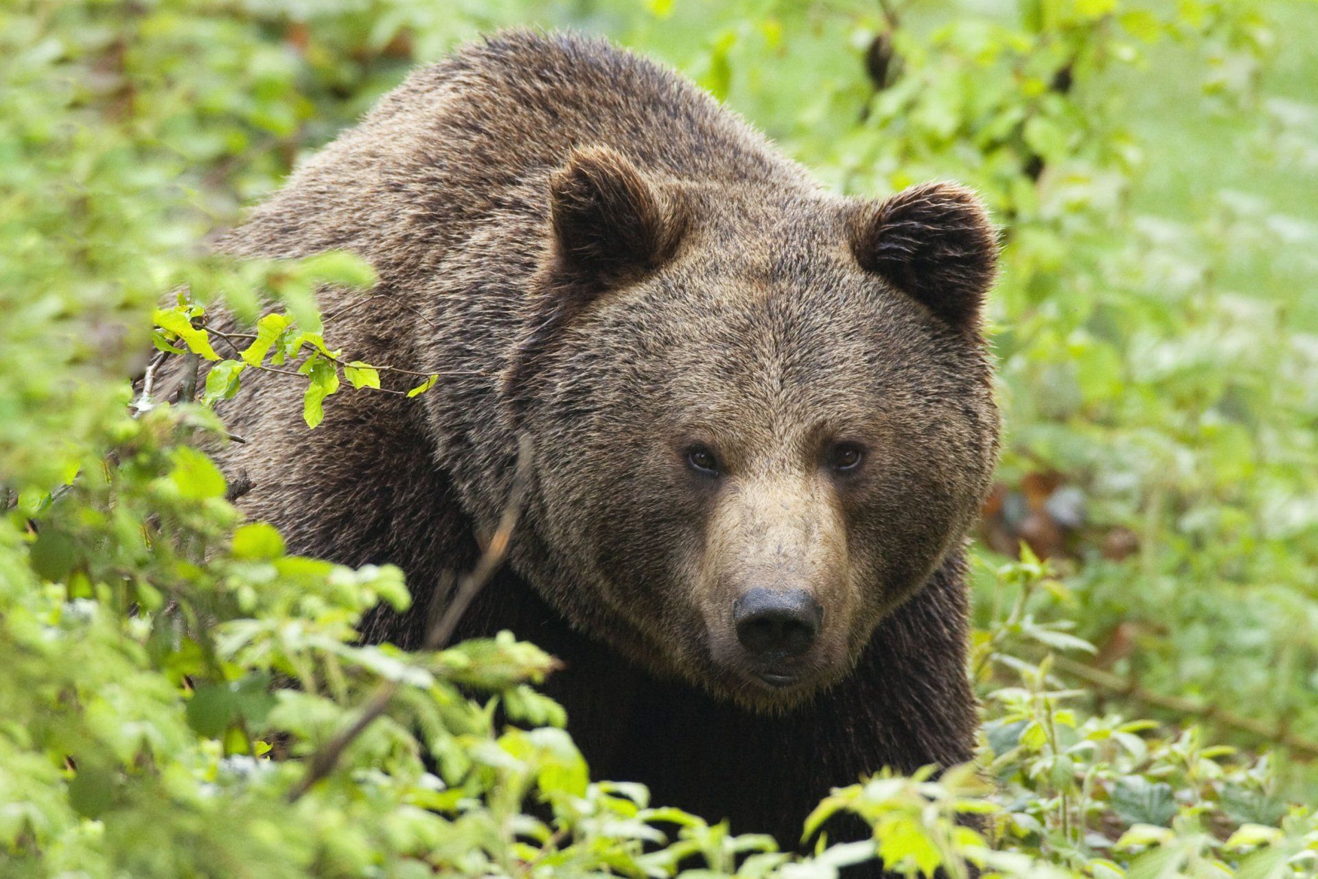 Aberdeen Guided Tours Castle Whisky Tours Bulgaria Bear Sights Tour