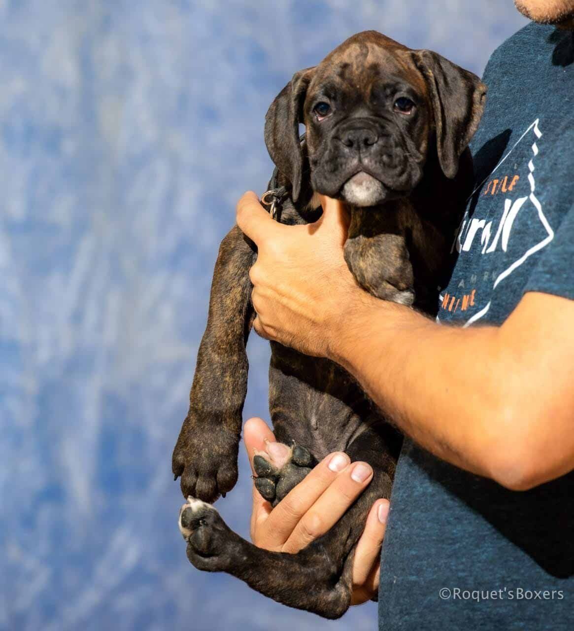 Cachorros Boxer en Venta | Boxers.mx Mexico