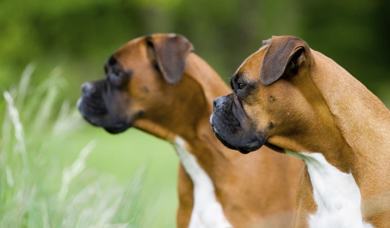 Cachorros boxer con pedigree | Criadero Boxers.mx