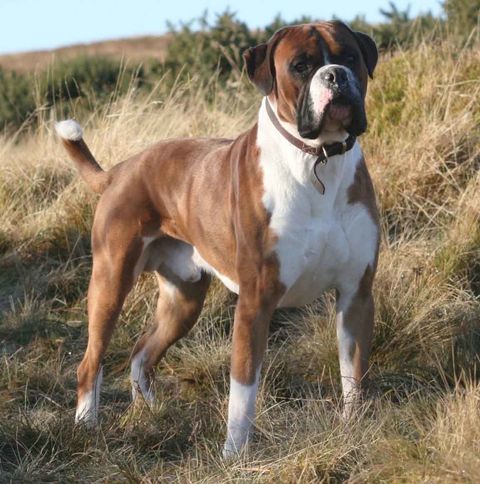 Criadero de Perros Boxer | Boxers.mx Mexico