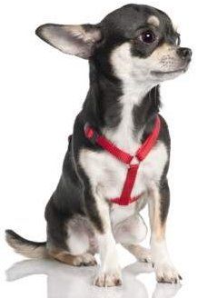 Chihuahua Exercise | The Chihuahua Information Center