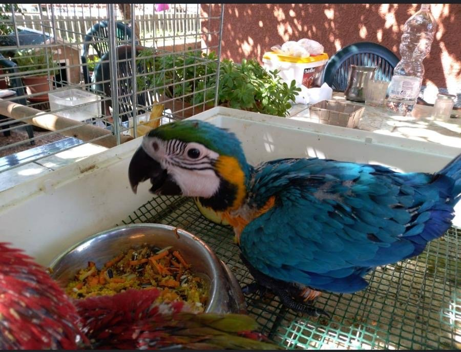 Vendita uccelli domestici - Cantù - Como - Ornizoo