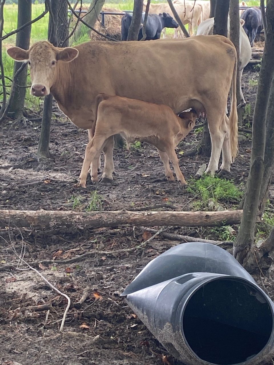 Cattle Prices Pitt County & North Carolina | Cattle for Sale