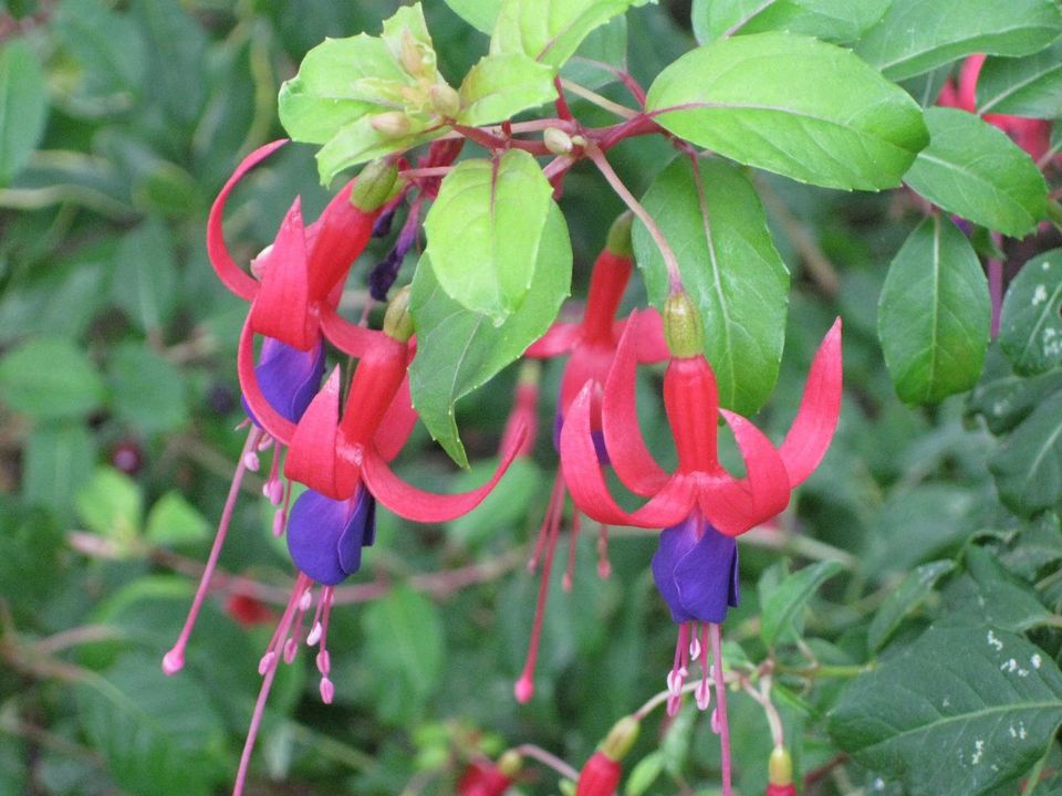 My Favorite Hardy Fuchsias and How to Grow Them