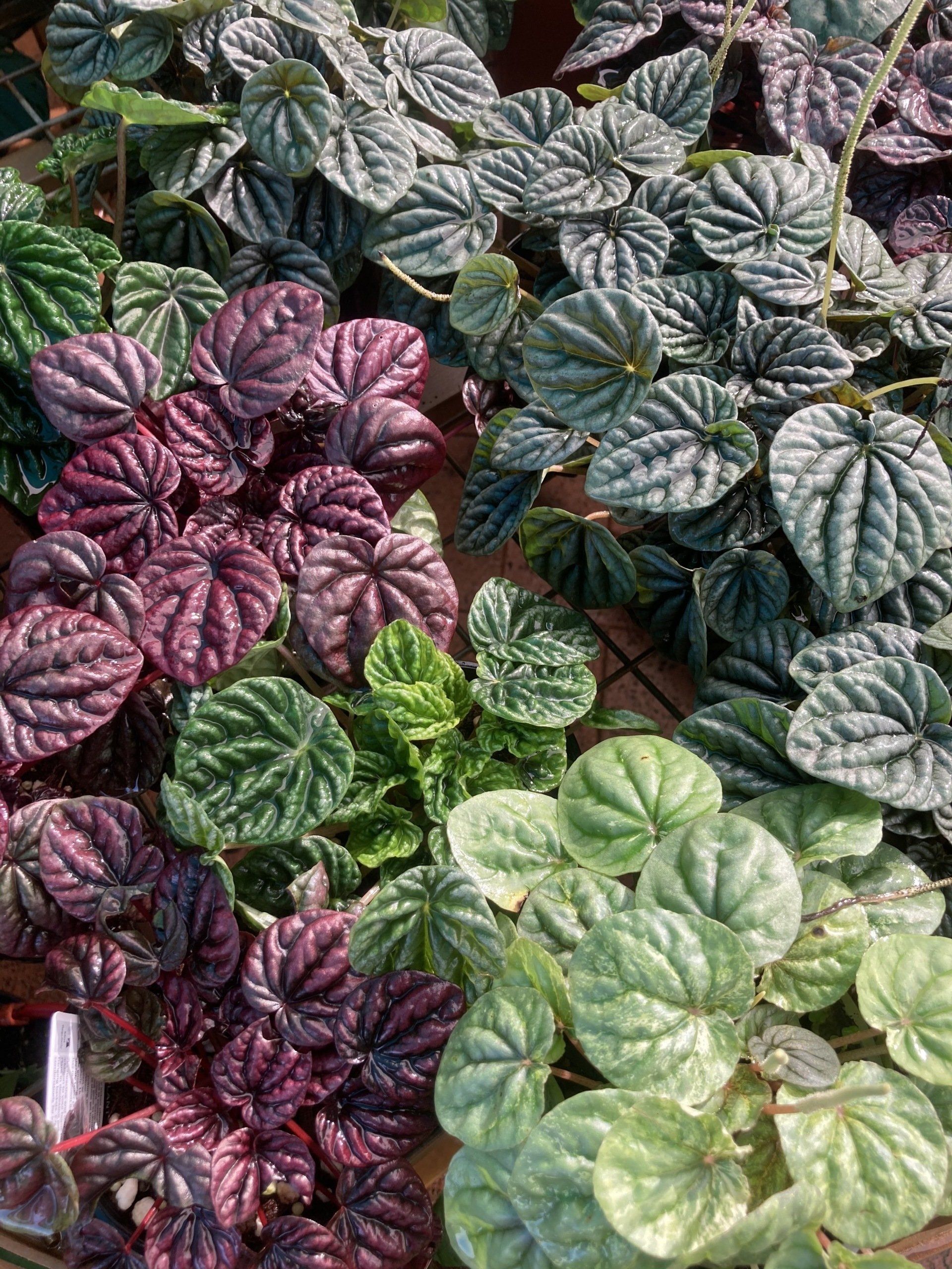 Shade Loving Indoor Plants for Sale | Timbara Garden Centre