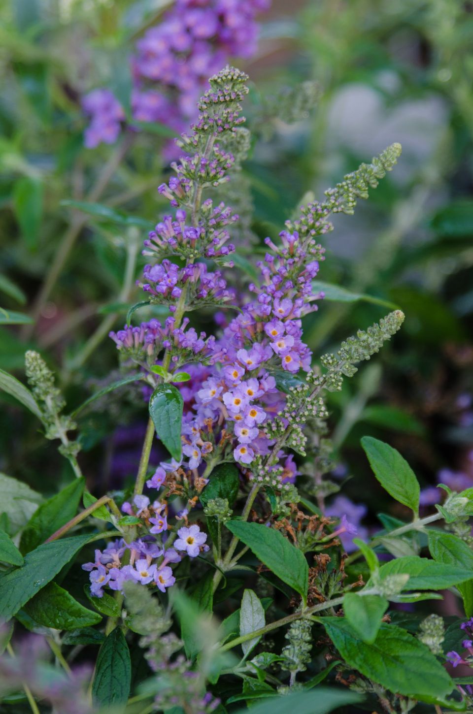 Garden Nursery & Shop in Redlands, QLD | Timbara Garden Centre