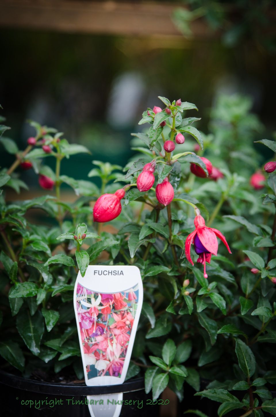 Garden Nursery & Shop in Redlands, QLD | Timbara Garden Centre