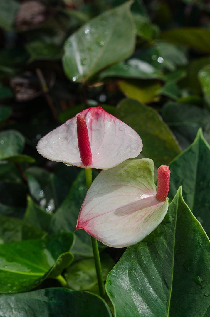 Garden Nursery & Shop in Redlands, QLD | Timbara Garden Centre