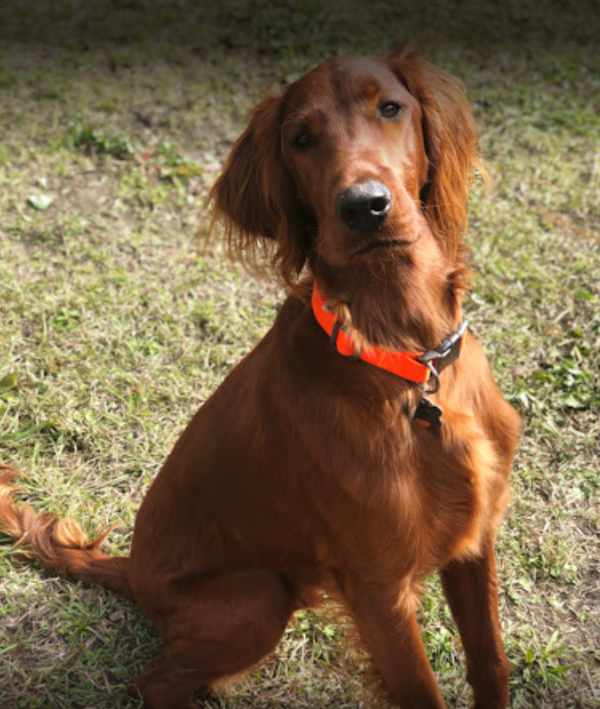 Dog Boarding in Valdosta Georgia | Southern Hound Club