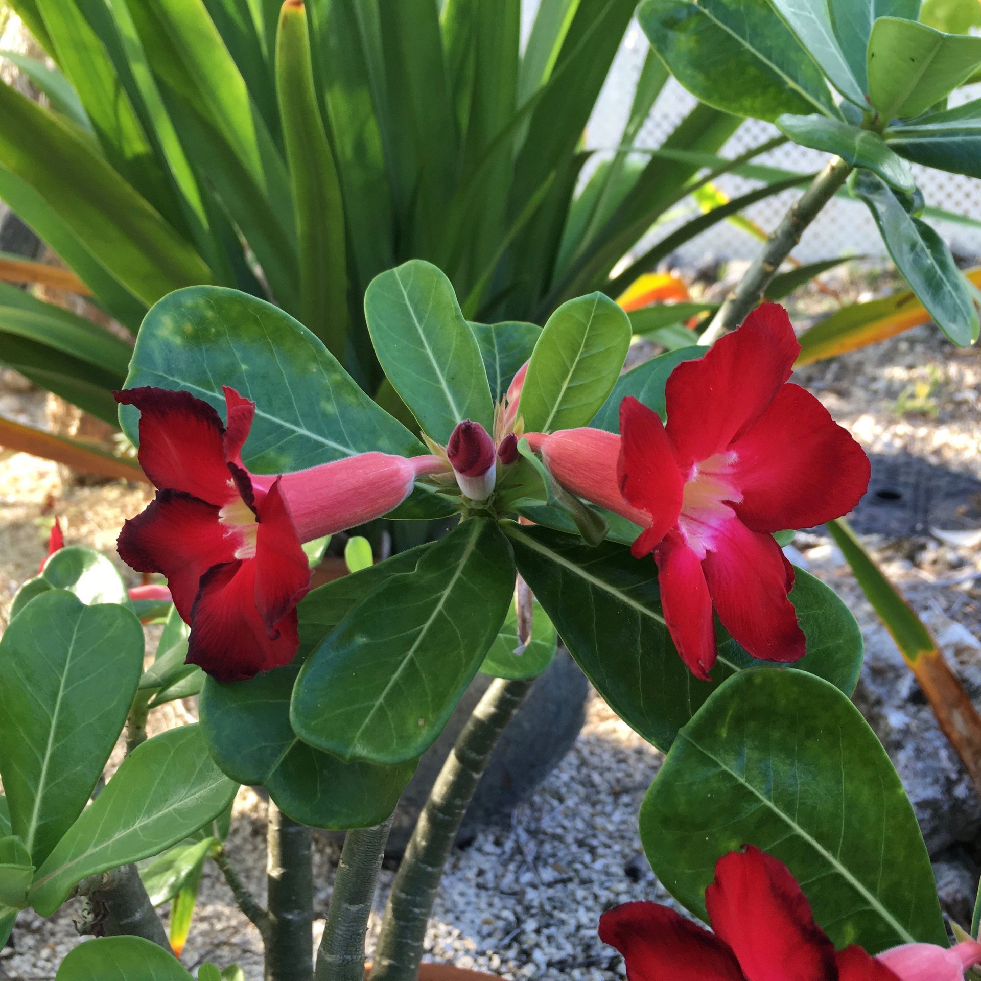 The Garden Club of Grand Cayman