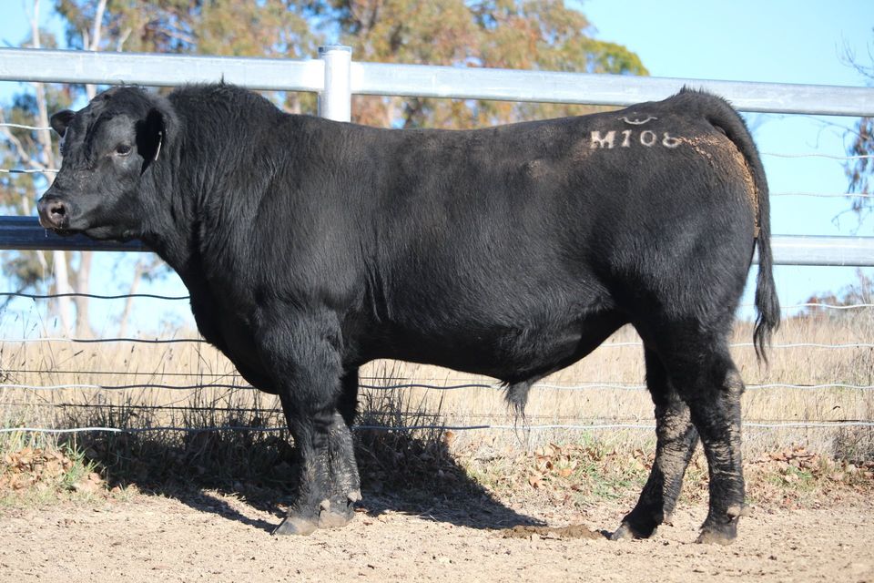 Eastern Plains Angus - BULL SALE - 5 August 2020.
