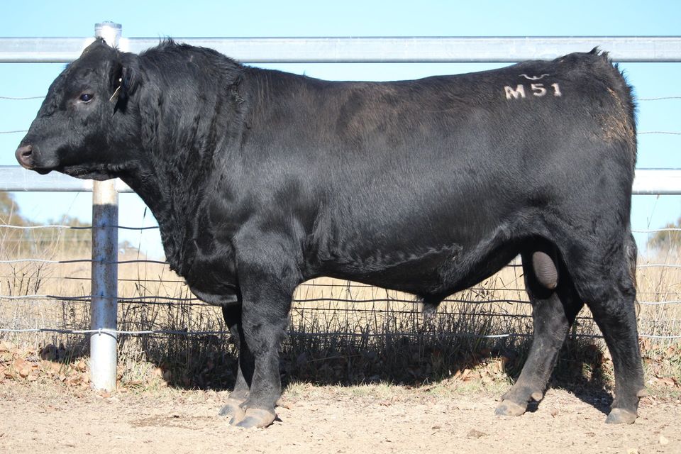 Eastern Plains Angus - BULL SALE - 5 August 2020.
