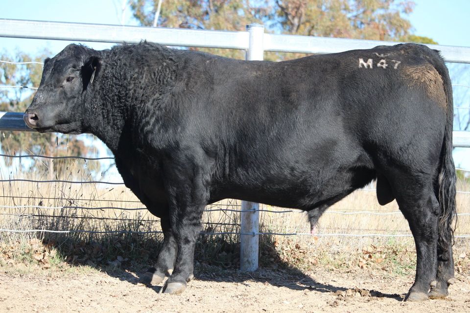 Eastern Plains Angus - BULL SALE - 5 August 2020.