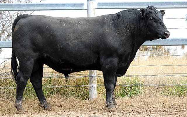 Eastern Plains Angus - Gallery. Next BULL SALE 5 August 2020.