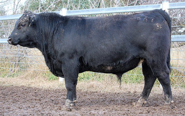 Eastern Plains Angus - Gallery. Next BULL SALE 5 August 2020.