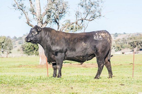 Eastern Plains Angus - BULL SALE - 5 August 2020.