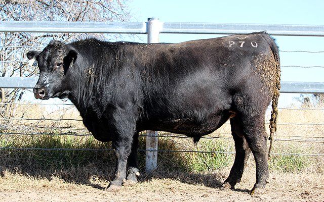 Eastern Plains Angus - Gallery. Next BULL SALE 5 August 2020.