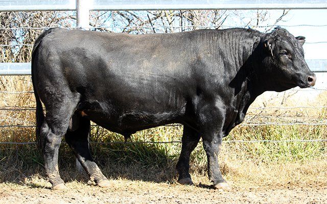 Eastern Plains Angus - Gallery. Next BULL SALE 5 August 2020.