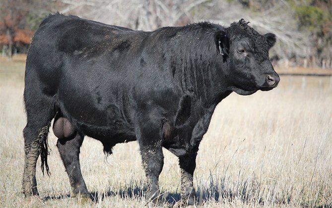 Eastern Plains Angus - Gallery. Next BULL SALE 5 August 2020.