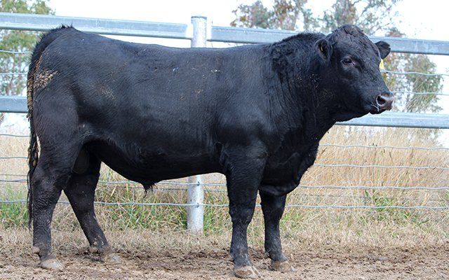 Eastern Plains Angus - Gallery. Next BULL SALE 5 August 2020.