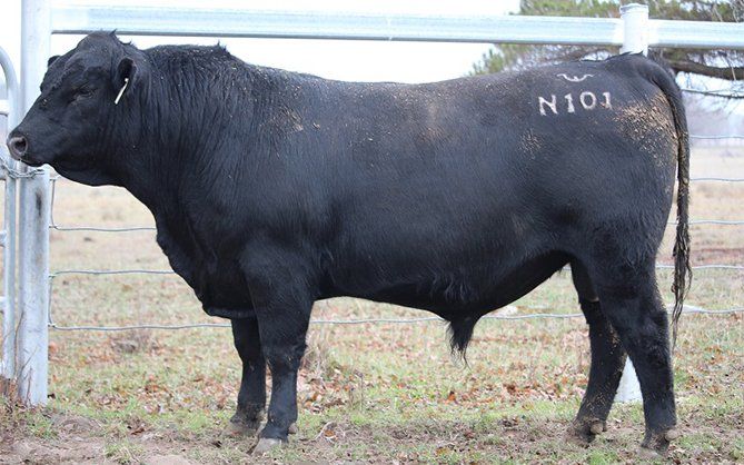 Eastern Plains Angus - Gallery. Next BULL SALE 5 August 2020.
