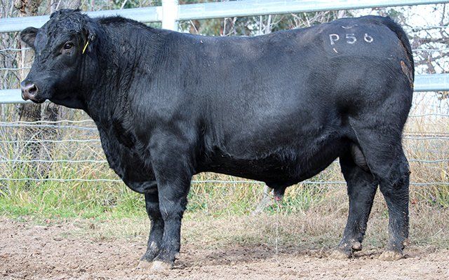 Eastern Plains Angus - Gallery. Next BULL SALE 5 August 2020.