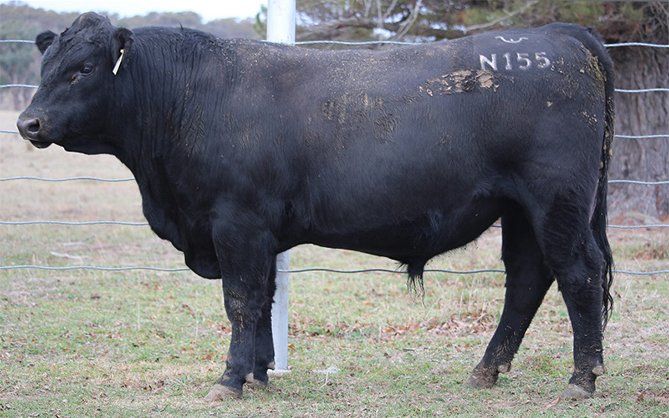 Eastern Plains Angus - Gallery. Next BULL SALE 5 August 2020.