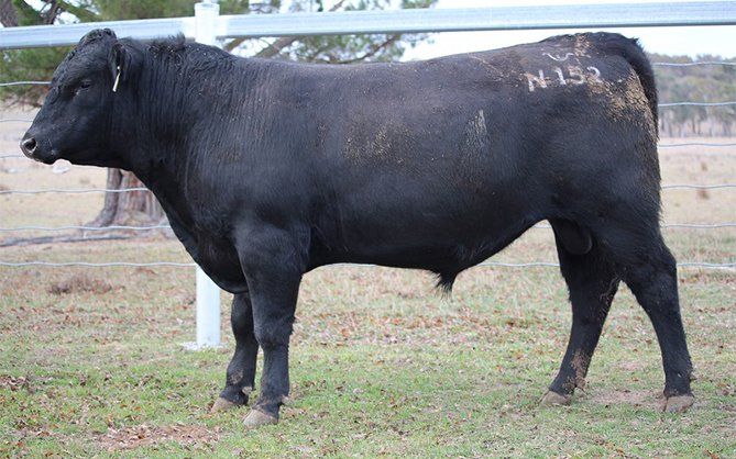 Eastern Plains Angus - Gallery. Next BULL SALE 5 August 2020.