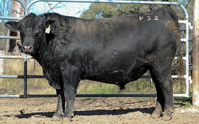 Eastern Plains Angus - Gallery. Next BULL SALE 5 August 2020.