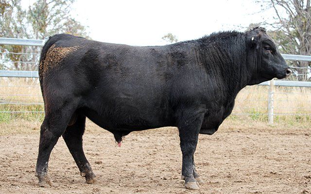 Eastern Plains Angus - Gallery. Next BULL SALE 5 August 2020.