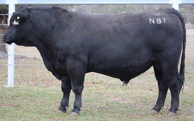 Eastern Plains Angus - Gallery. Next BULL SALE 5 August 2020.