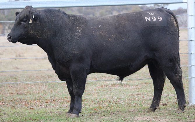 Eastern Plains Angus - Gallery. Next BULL SALE 5 August 2020.