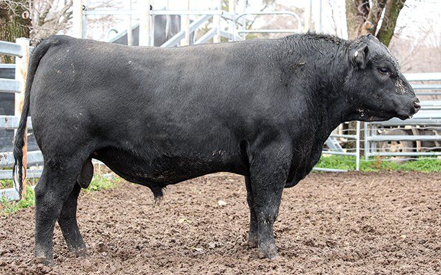 Eastern Plains Angus - Gallery. Next BULL SALE 5 August 2020.