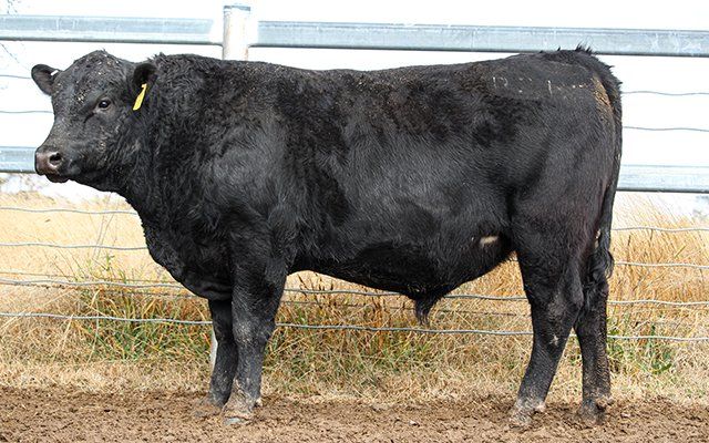 Eastern Plains Angus - Gallery. Next BULL SALE 5 August 2020.