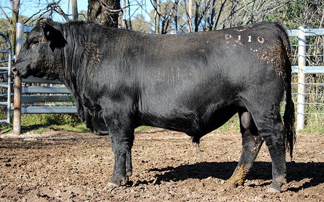 Eastern Plains Angus - Gallery. Next BULL SALE 5 August 2020.